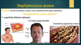 iso6888-1Staph aureus [Autosaved] (1).pptx
