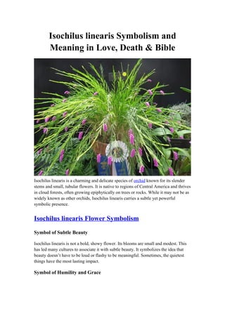 Isochilus linearis Symbolism and Meaning in Love, Death & Bible.docx