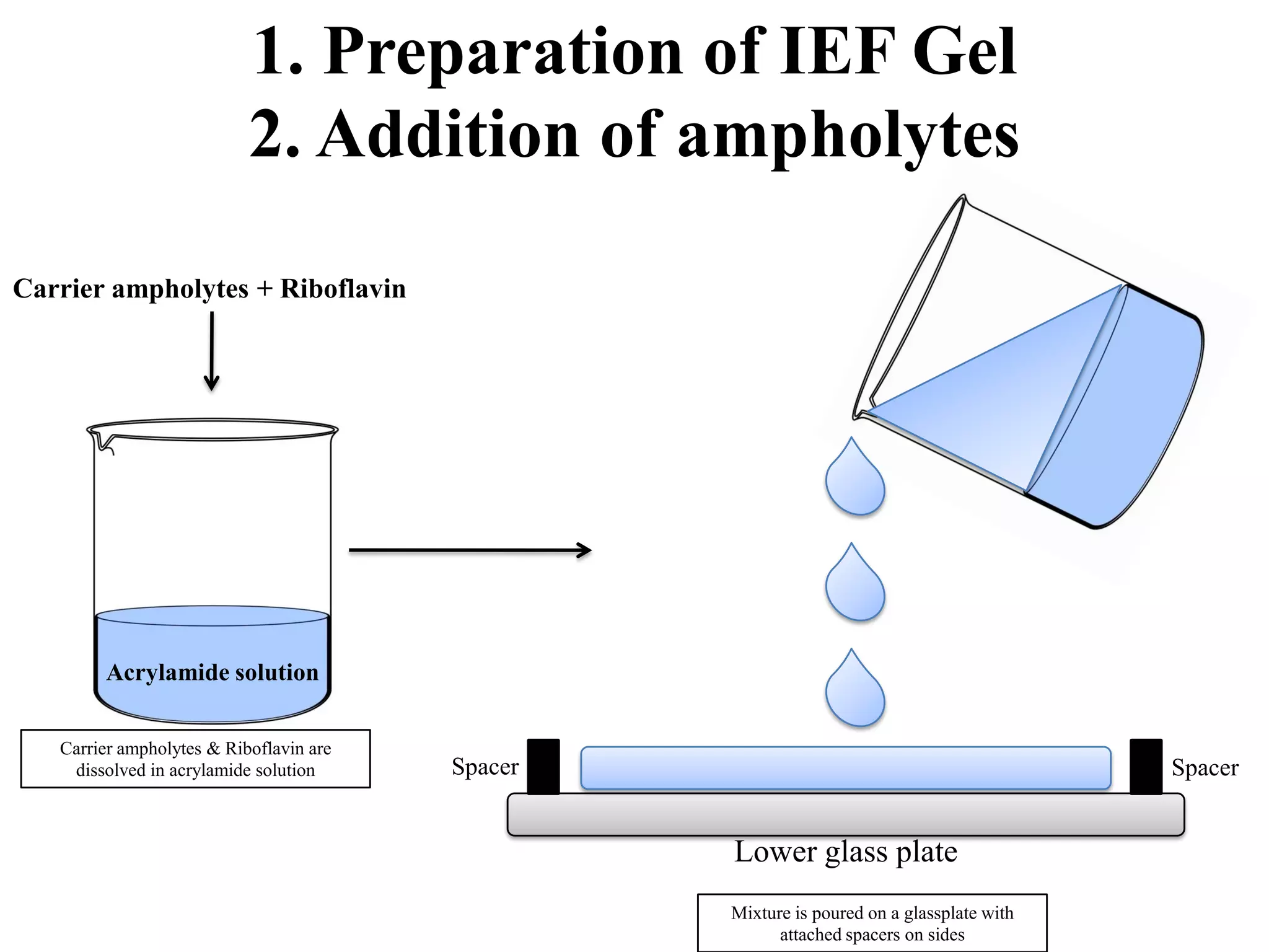 Isoelectric focusing | PDF