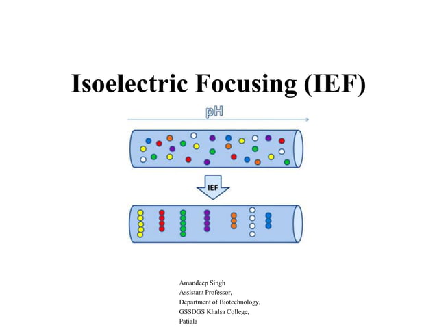 Isoelectric focusing | PDF