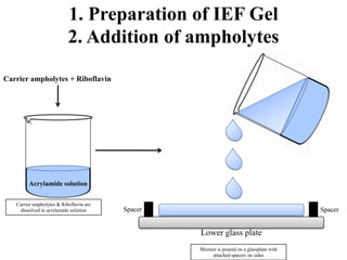 Isoelectric focusing | PDF
