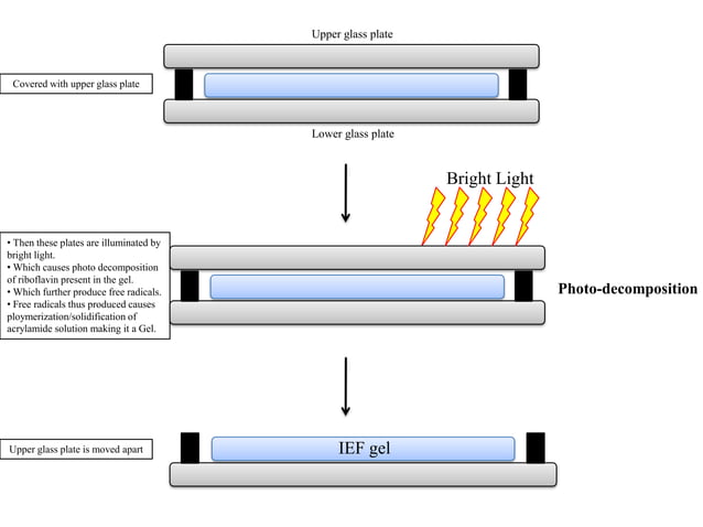 Isoelectric focusing | PDF