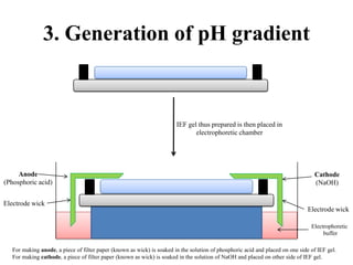 Isoelectric focusing | PDF