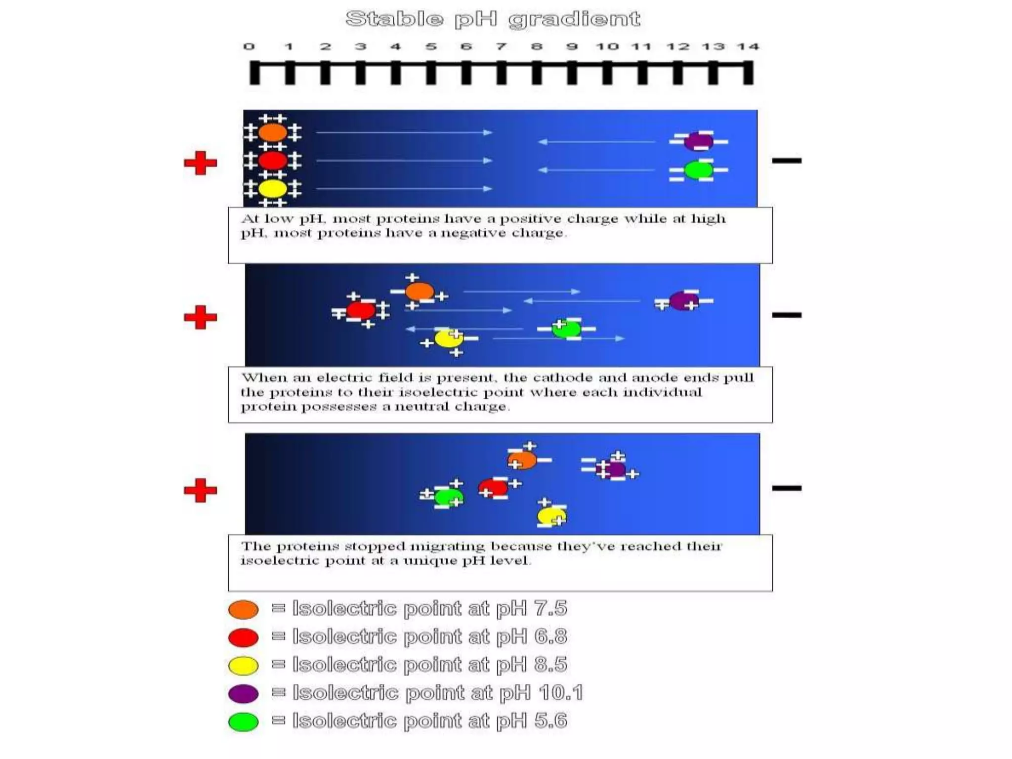 Isoelectric focusing analytical techniques .pptx