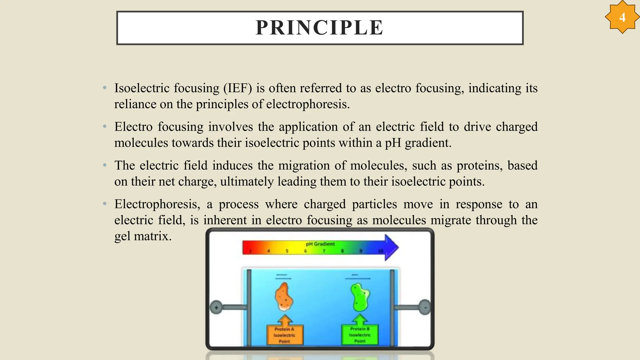 Isoelectric Focus: Decoding Charged Particle Precision.pptx