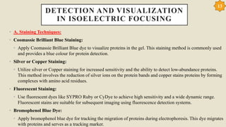 Isoelectric Focus: Decoding Charged Particle Precision.pptx