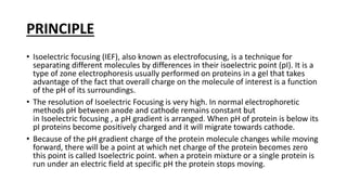 Isoelectric focusing electrophoresis- Principle , procedure and ...