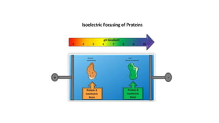 Isoelectric focusing electrophoresis- Principle , procedure and ...