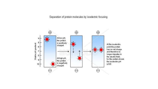 Isoelectric focusing electrophoresis- Principle , procedure and ...