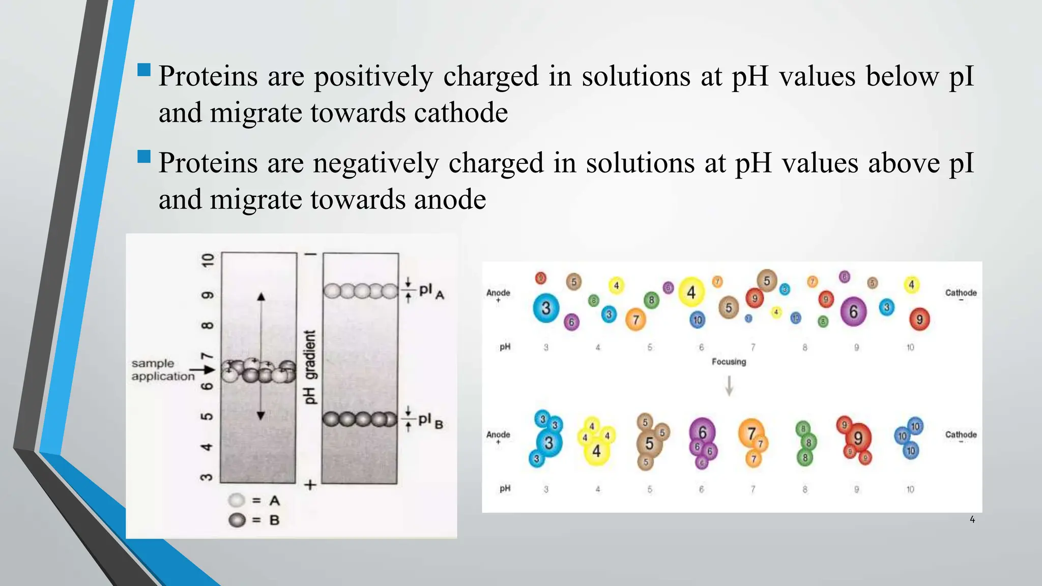 Isoelectric focusing electrophoresis.pptx
