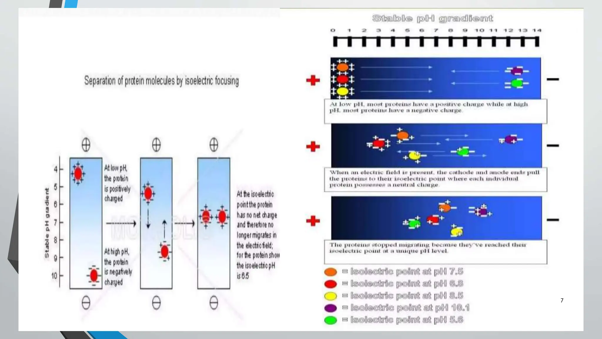 Isoelectric focusing electrophoresis.pptx