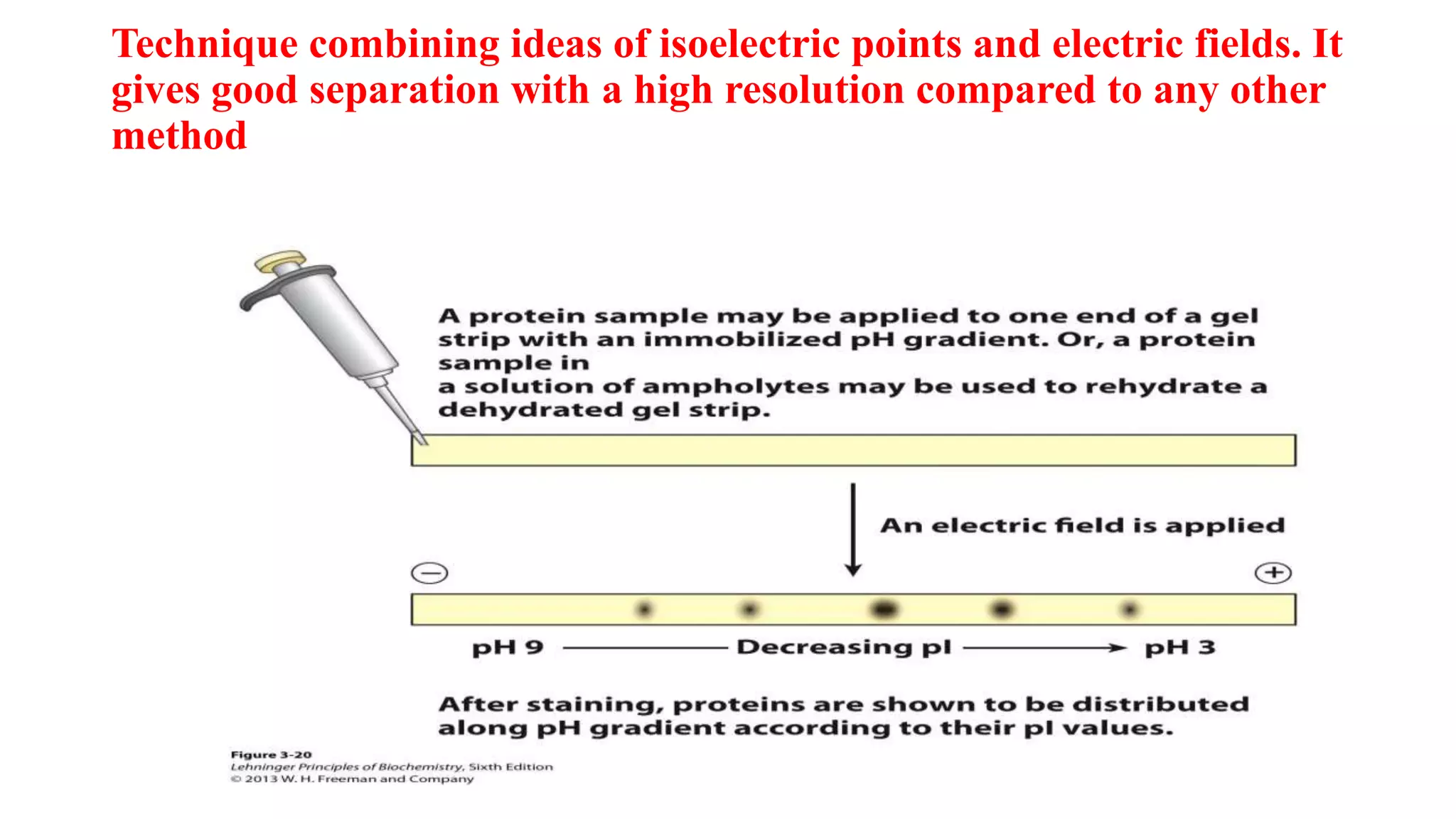 Isoelectric focusing ppt. | PPTX