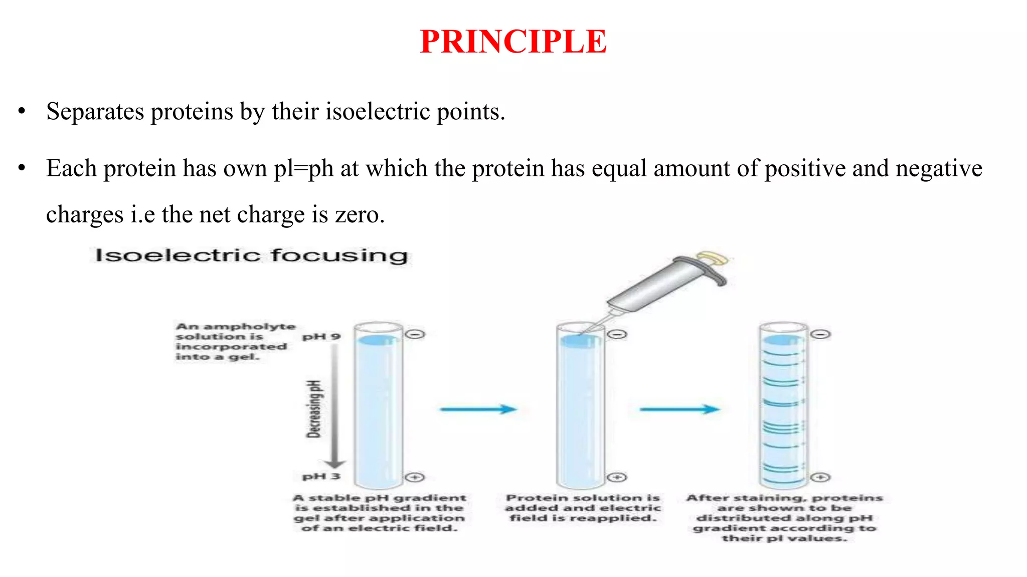Isoelectric focusing ppt. | PPTX