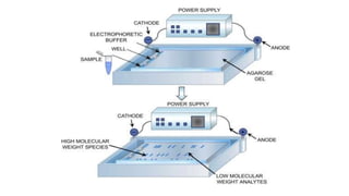 Isoelectric focusing ppt. | PPTX