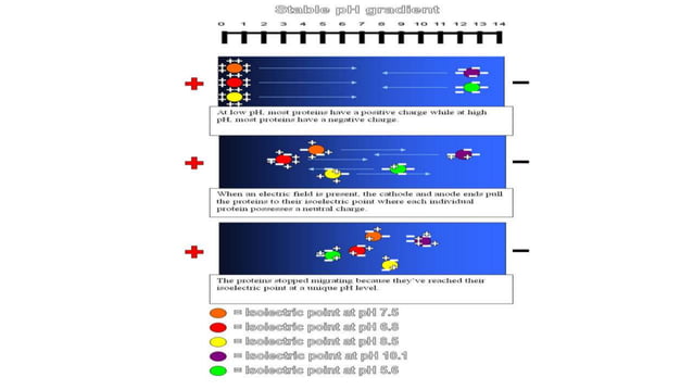 Isoelectric focusing ppt. | PPTX