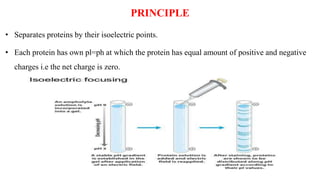 Isoelectric focusing ppt. | PPTX
