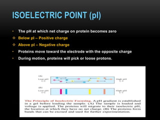 ISOELECTRIC FOCUSING PPT.pptx