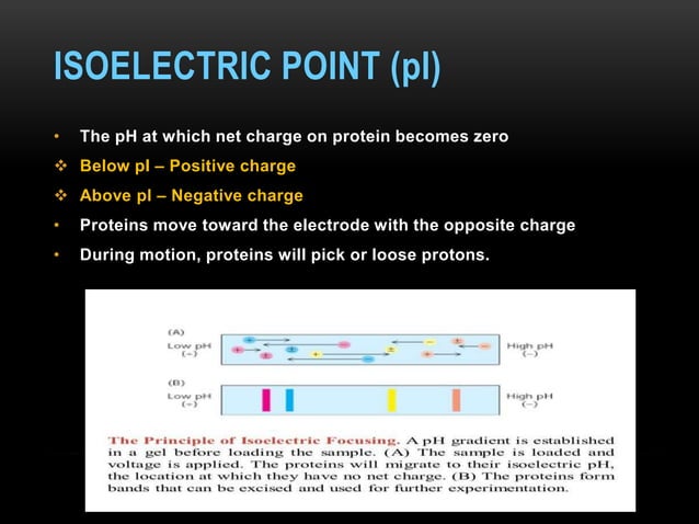 ISOELECTRIC FOCUSING PPT.pptx