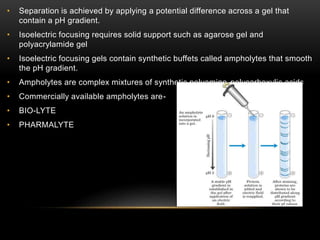 ISOELECTRIC FOCUSING PPT.pptx