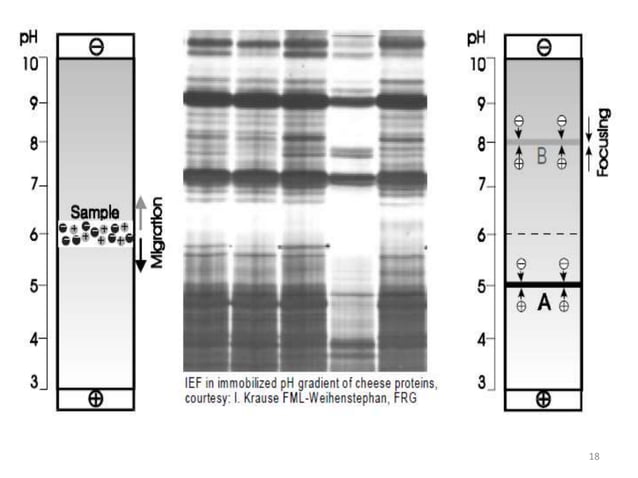 Iso electric focusing(ranjith) | PPTX