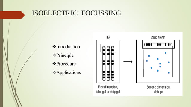 Isoelectric focussing | PPTX | Chemistry | Science