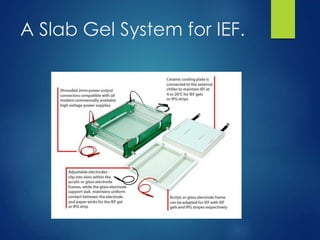 Isoelectric Focusing | PPSX