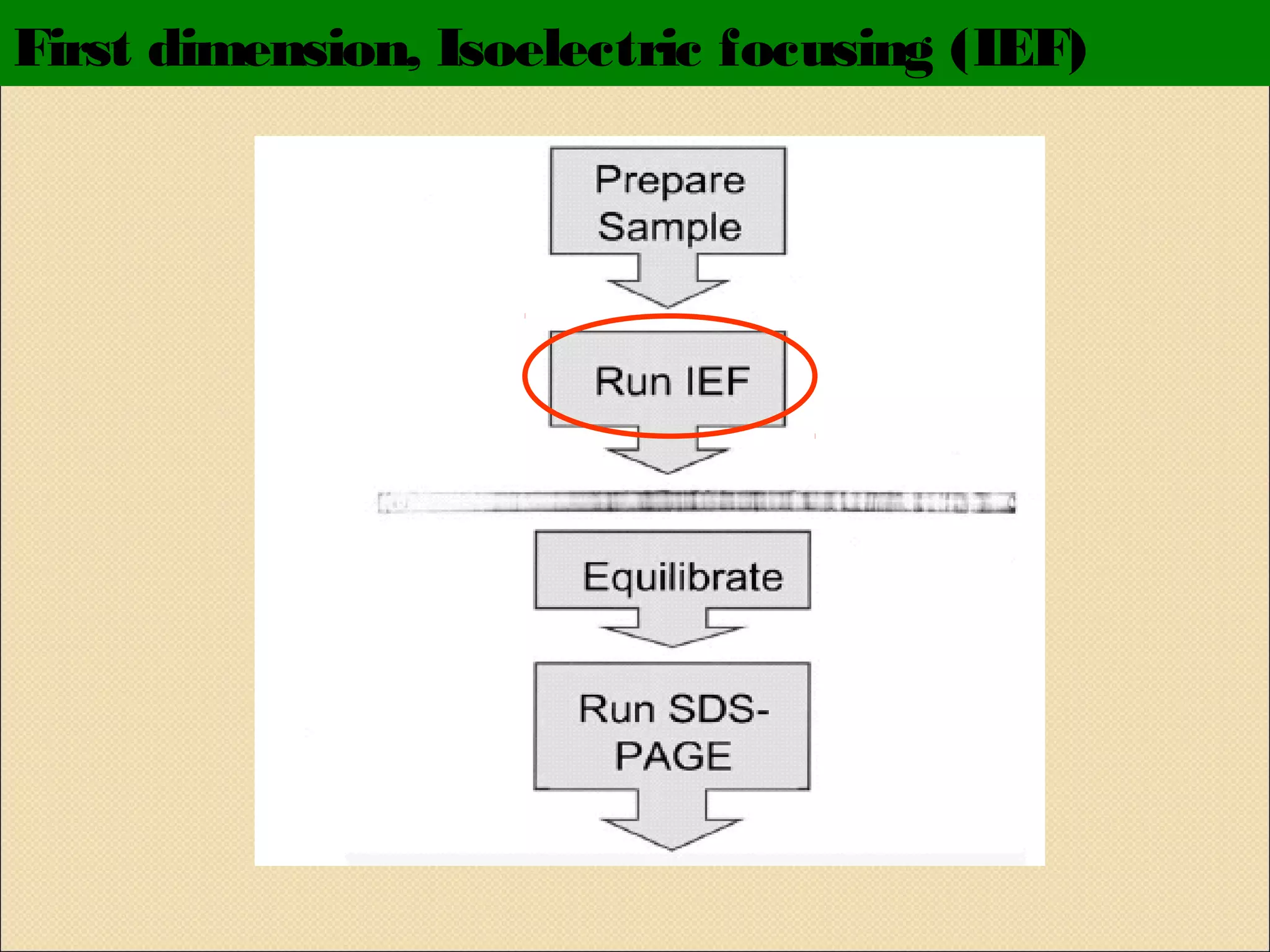 Iso electro foucing nitu | PPT