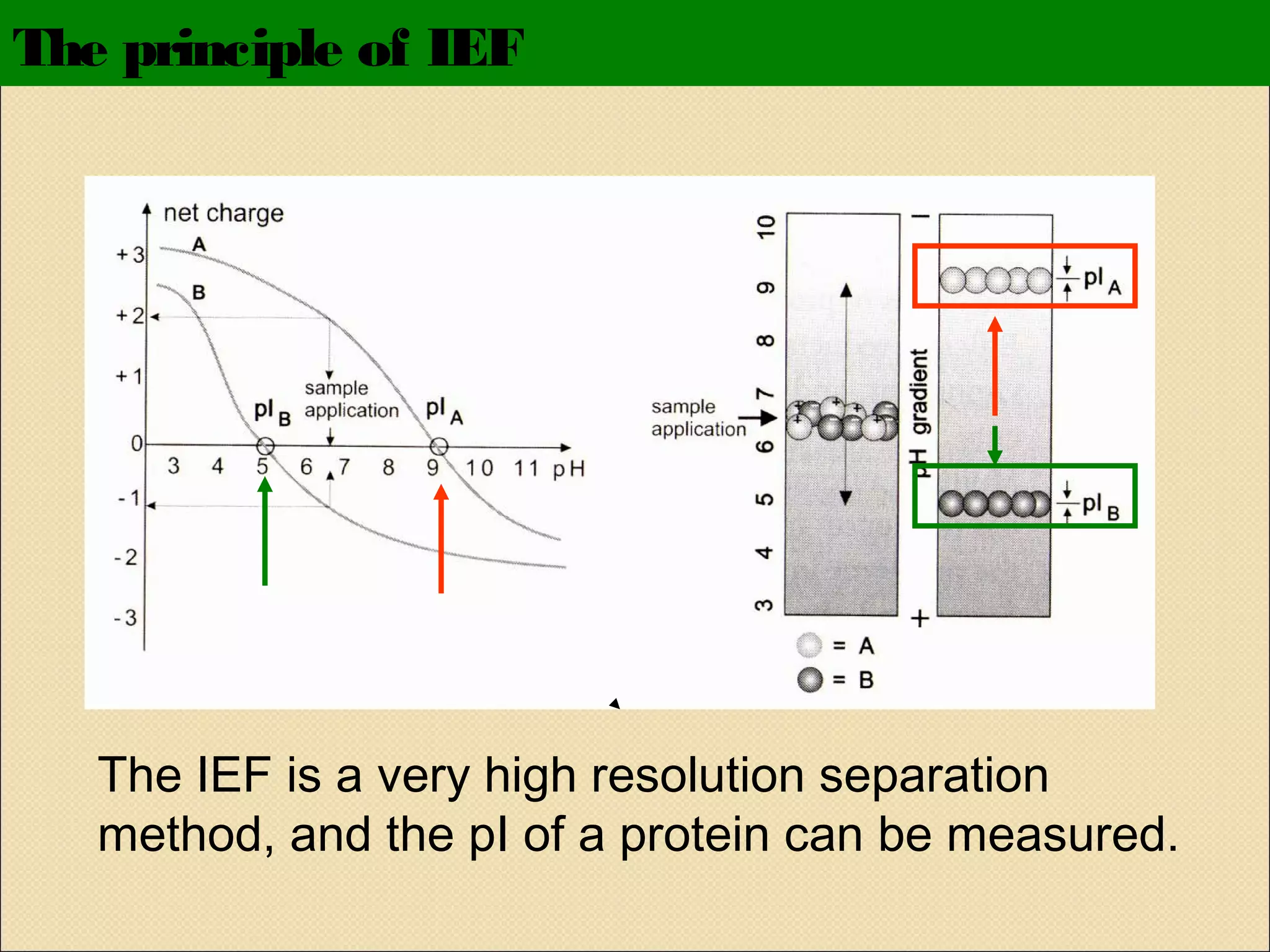 Iso electro foucing nitu | PPT