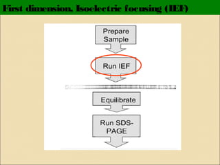 Iso electro foucing nitu | PPT