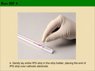 Iso electro foucing nitu | PPT