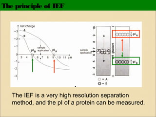 Iso electro foucing nitu | PPT