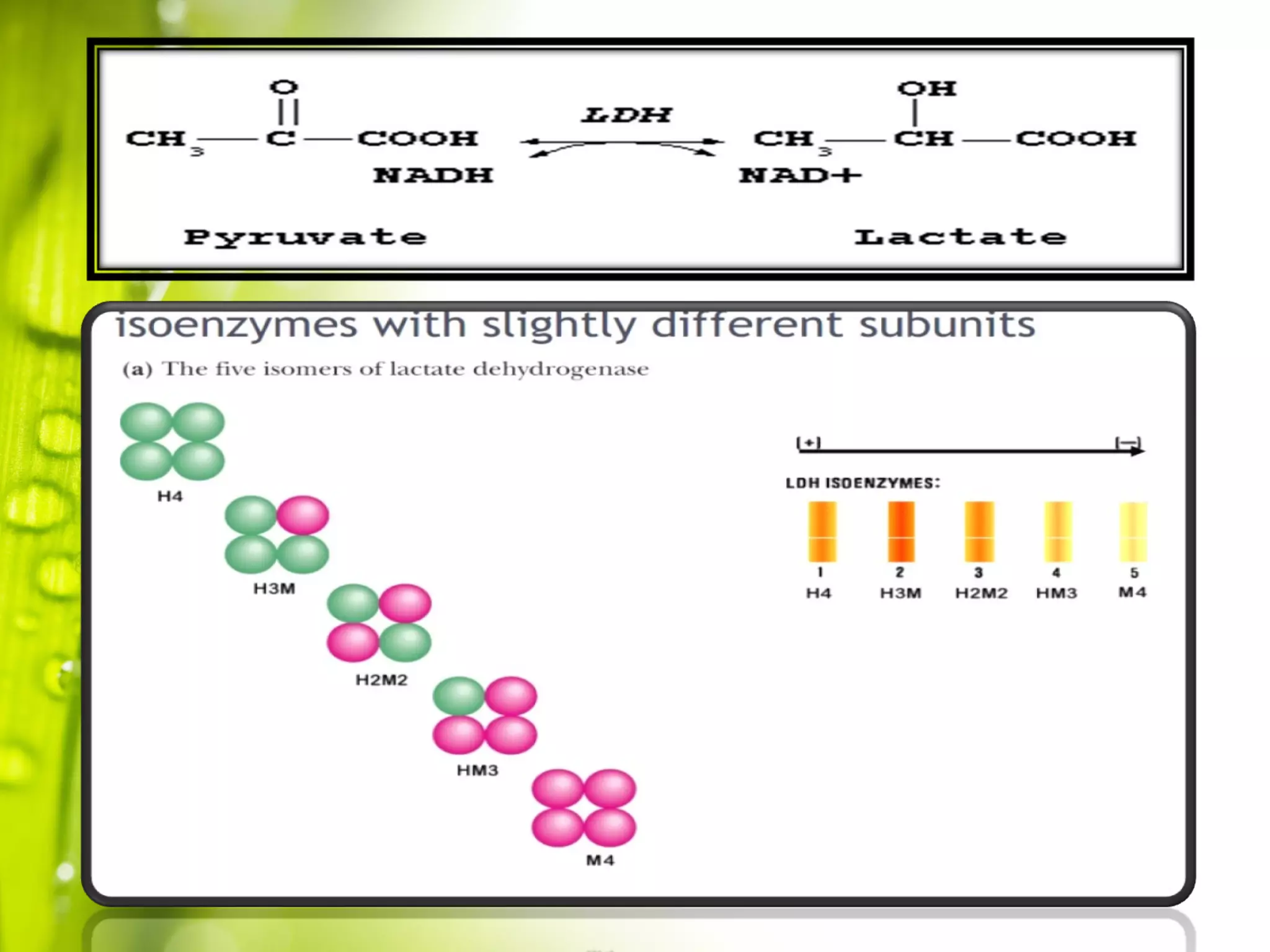 LDH Isoenzymes | PPT | Chemistry | Science