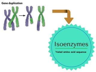 Isoenzymes | PPTX
