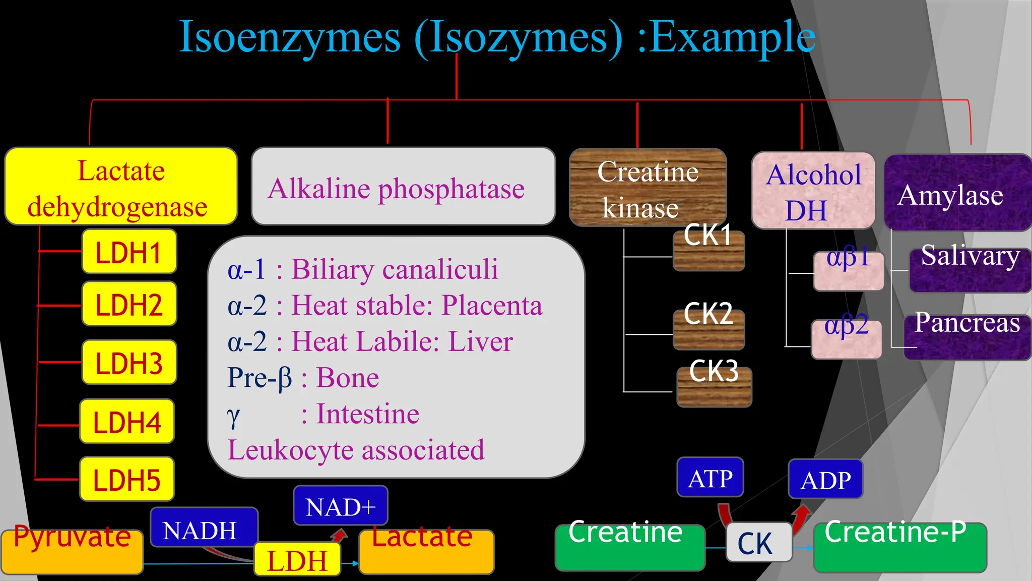 isoenzymes.pptx........... .............. | PPTX