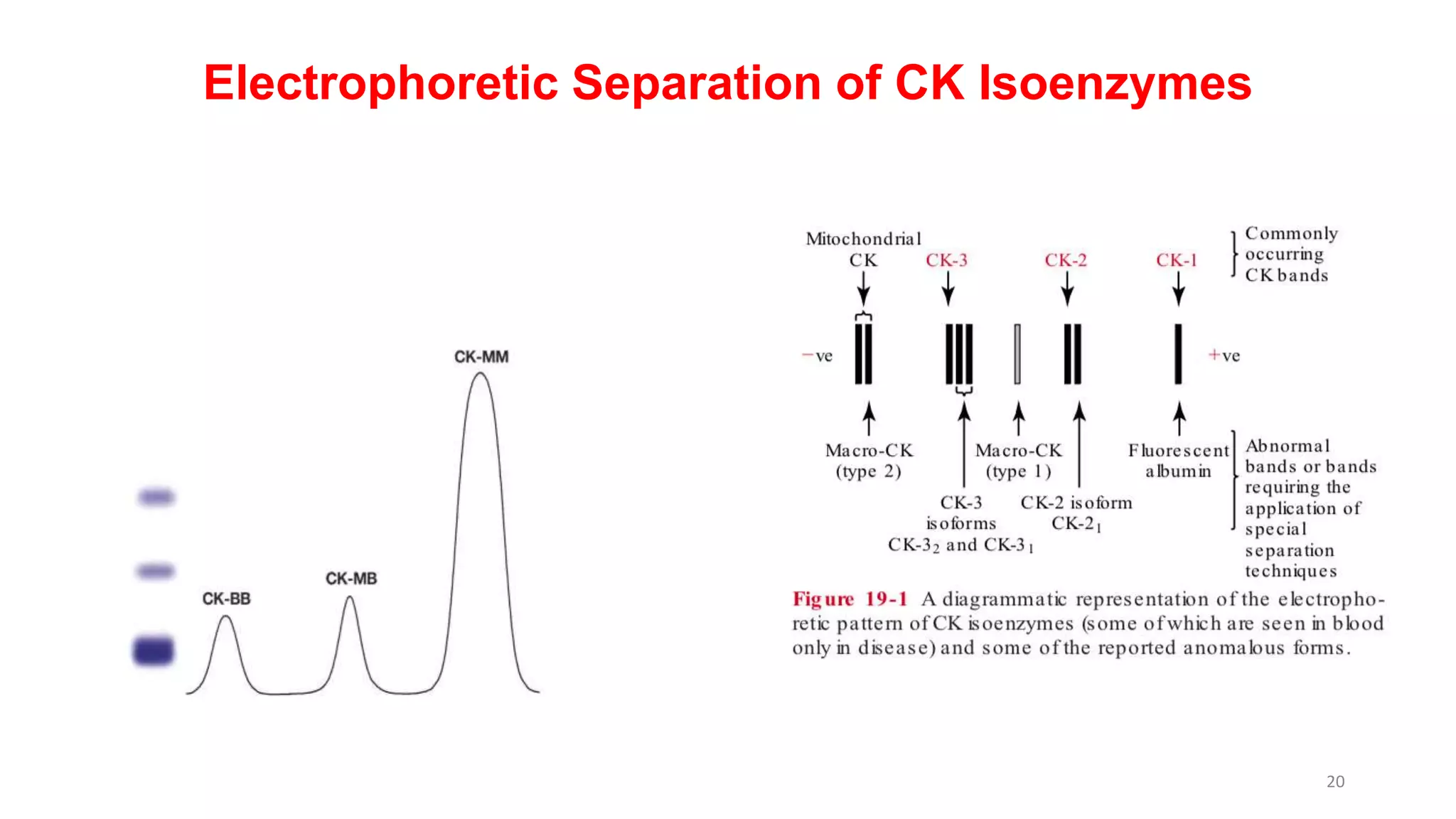 Isoenzymes - Diagnostic Methods & Importance.pptx