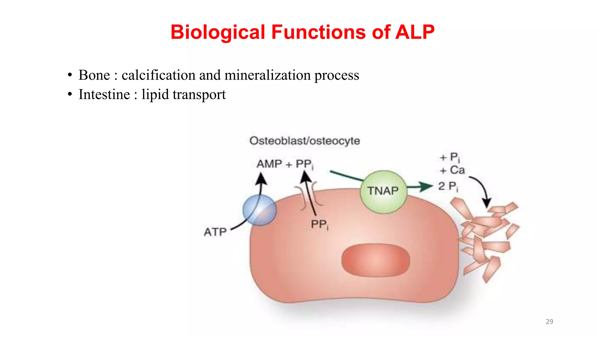 Isoenzymes - Diagnostic Methods & Importance.pptx