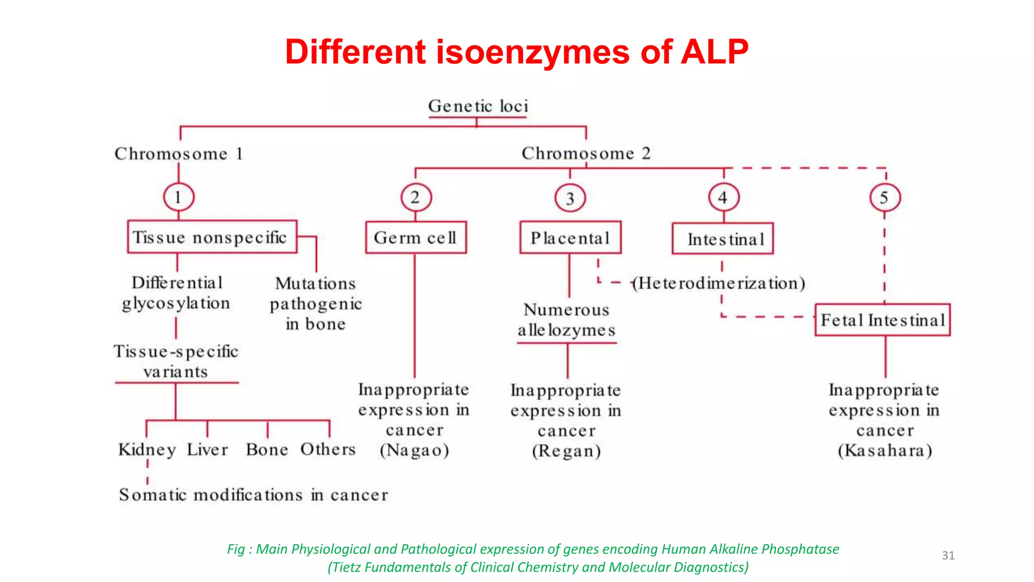 Isoenzymes - Diagnostic Methods & Importance.pptx
