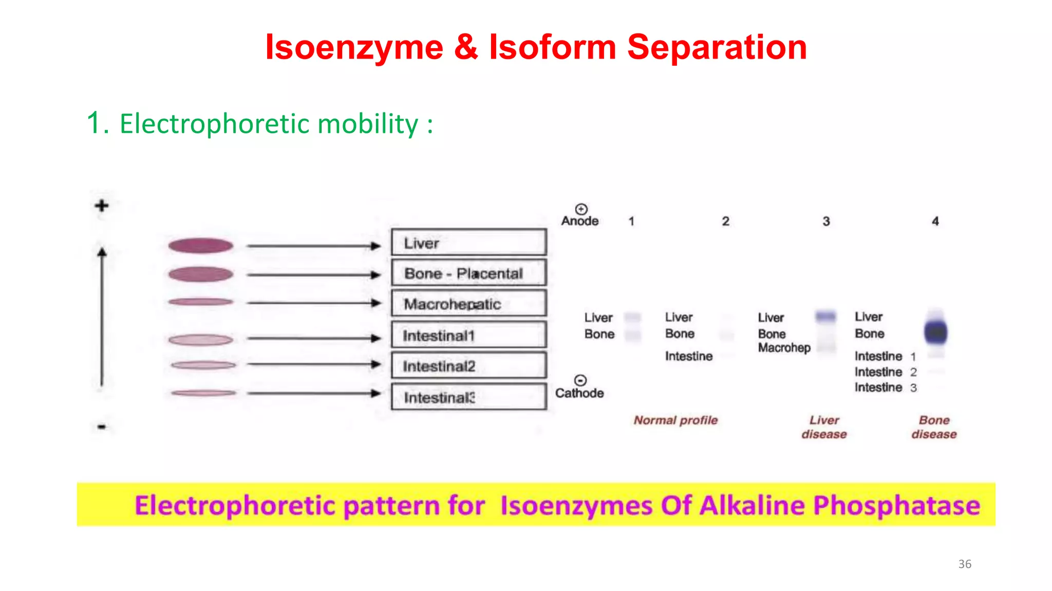 Isoenzymes - Diagnostic Methods & Importance.pptx
