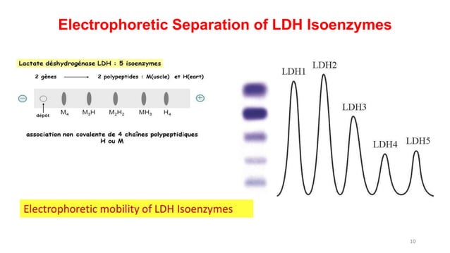 Isoenzymes - Diagnostic Methods & Importance.pptx