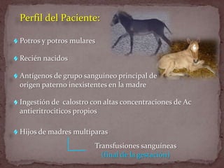 Isoeritrolisis Neonatal En Potros | PPTX