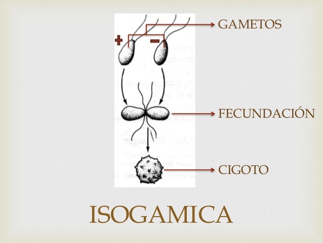 1.El proceso de la reproducción - Mind42