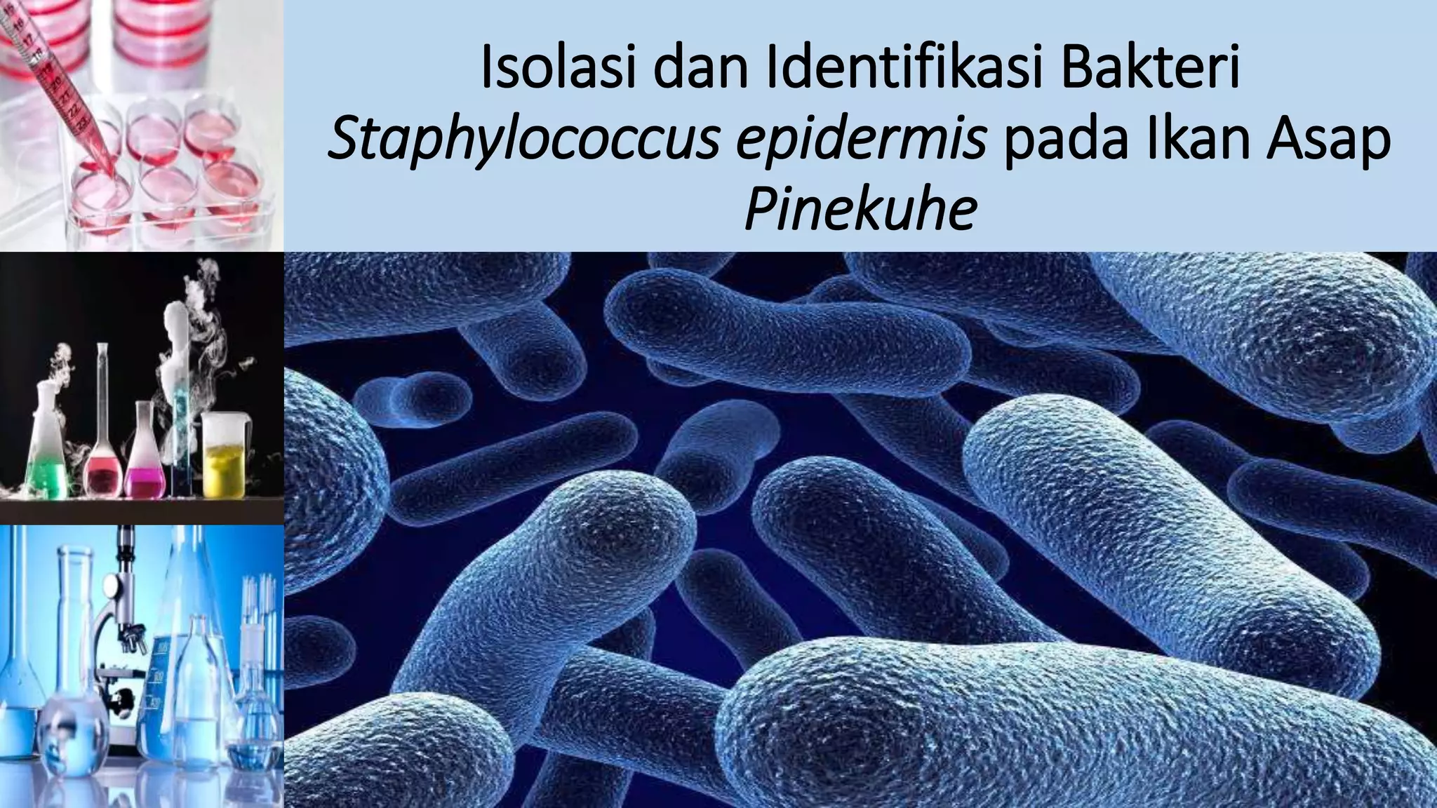 Isolasi dan identifikasi bakteri staphylococcus epidermis pada ikan | PPTX