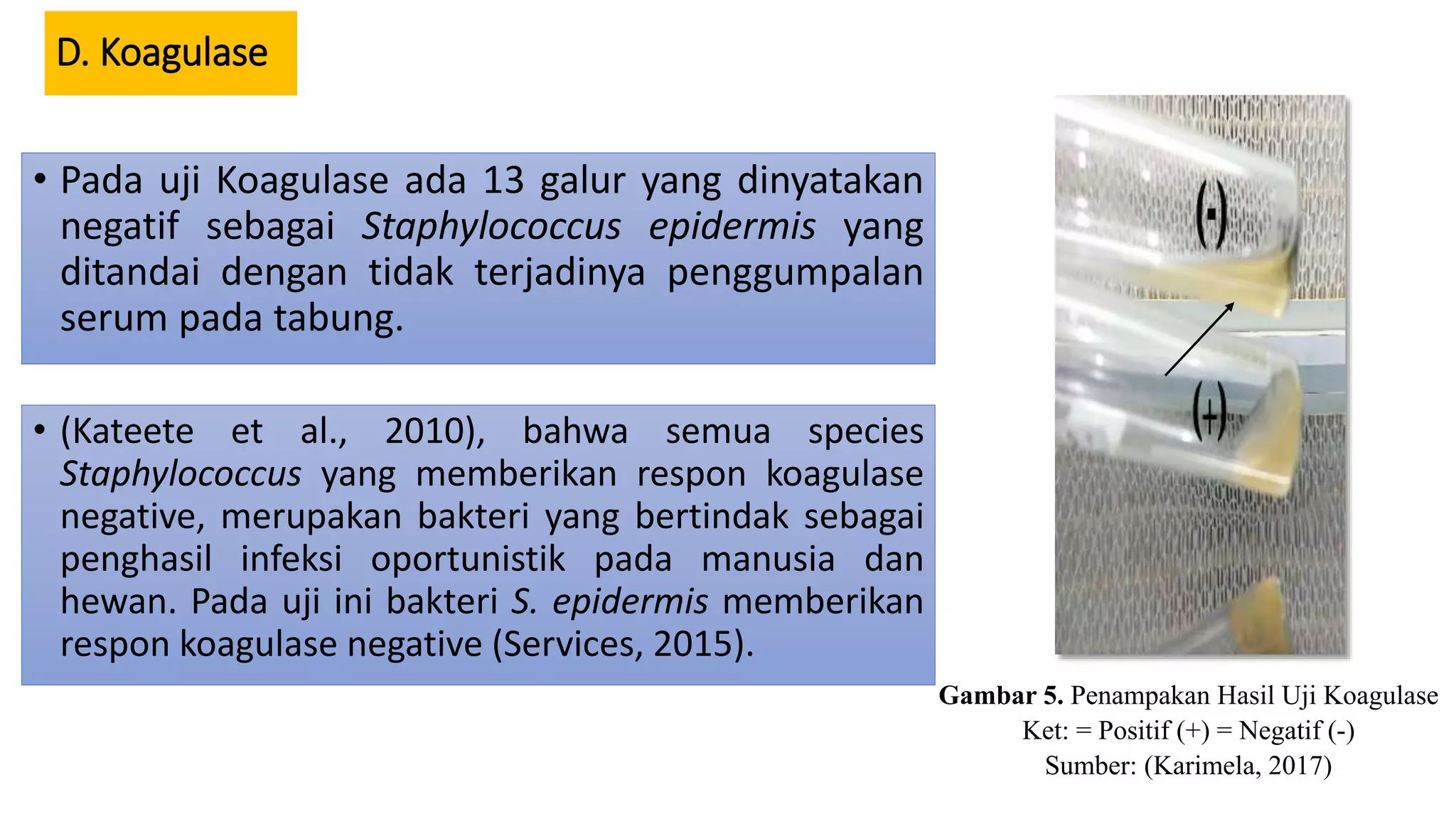 Isolasi dan identifikasi bakteri staphylococcus epidermis pada ikan | PPTX