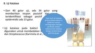 Isolasi dan identifikasi bakteri staphylococcus epidermis pada ikan | PPTX