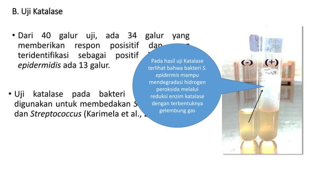 Isolasi Dan Identifikasi Bakteri Staphylococcus Epidermis Pada Ikan Ppt