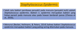 Isolasi dan identifikasi bakteri staphylococcus epidermis pada ikan | PPTX