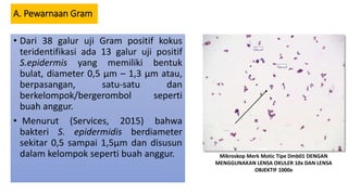Isolasi dan identifikasi bakteri staphylococcus epidermis pada ikan | PPTX