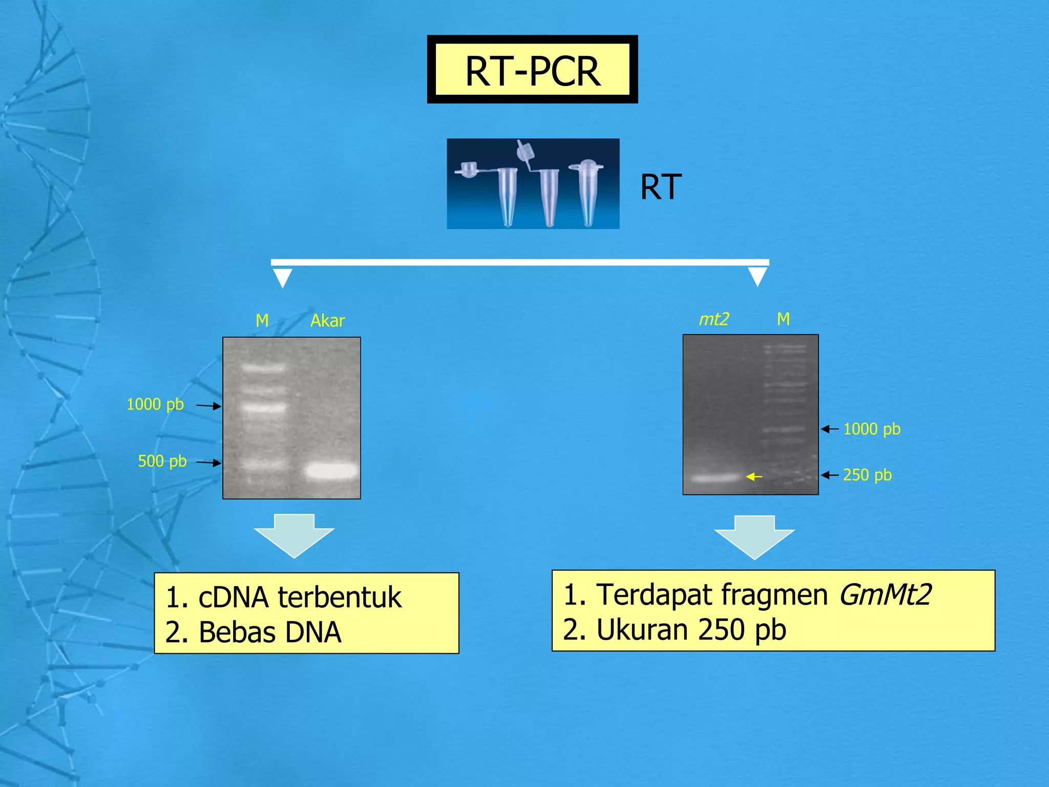 Isolasi Dan Karakterisasi Fragmen C Dna | PPT