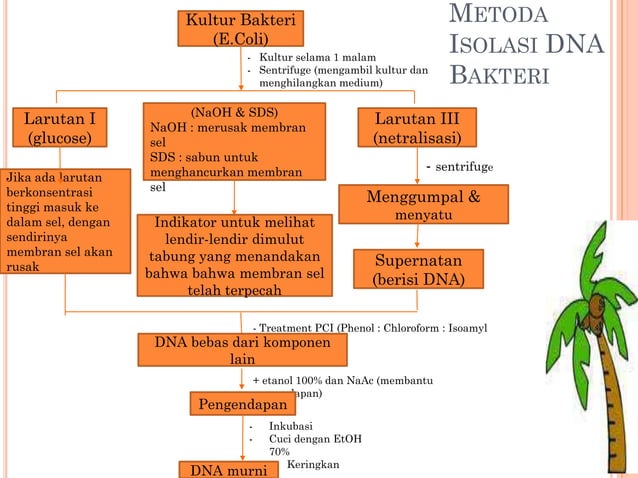 ISOLASI_DNA_PLASMID_By_Amrullah_Mukhtar.pdf