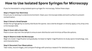 Premium Isolated Spore Syringes – High-Quality Genetics for Advanced ...